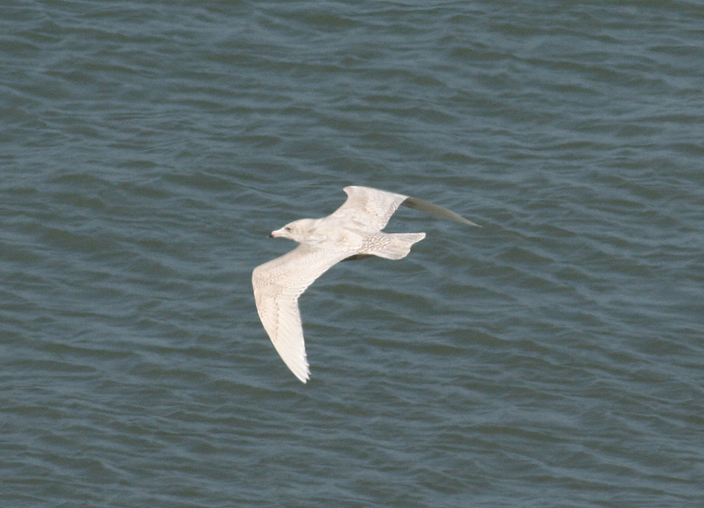 Glaucous Gull at Burry Holm 19Apr14 by Emma Cram – Glamorgan Bird Club