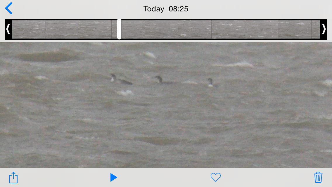 Burry Inlet – Glamorgan Bird Club