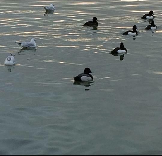 Cold Knap Lake – Glamorgan Bird Club