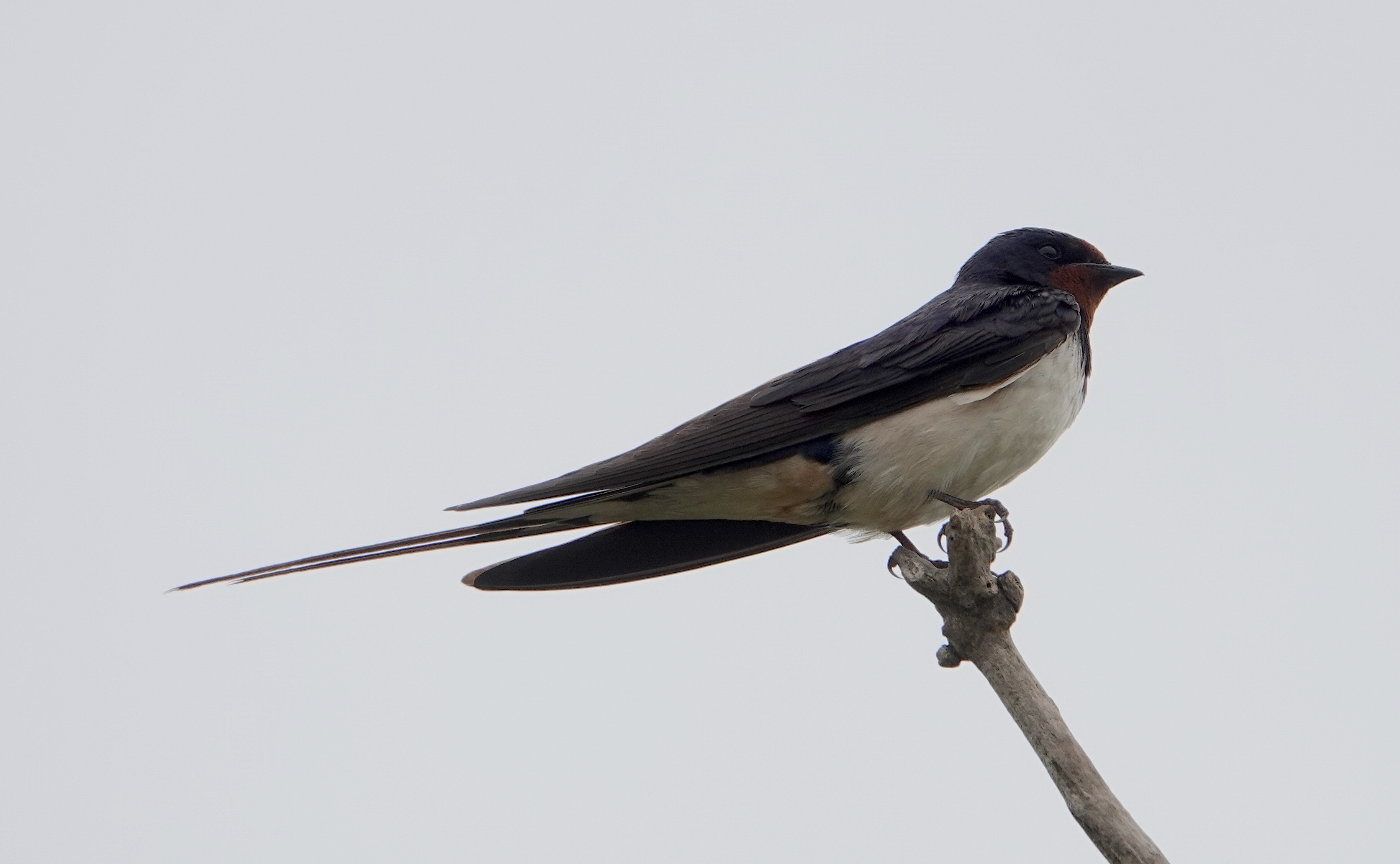 Kidwelly Quay & Burry Port – Glamorgan Bird Club