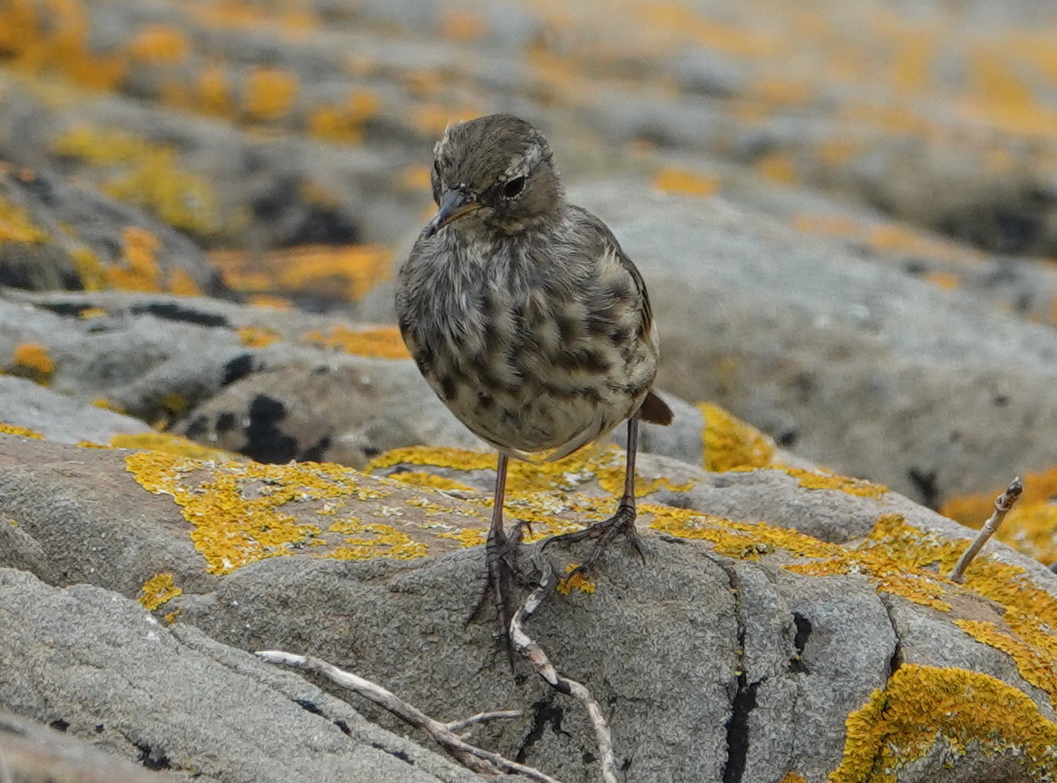 Kidwelly Quay & Burry Port – Glamorgan Bird Club