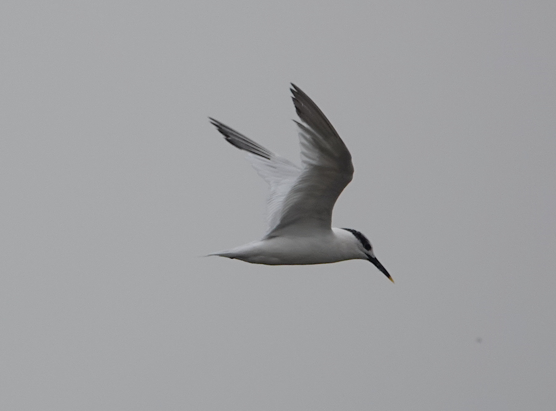 Kidwelly Quay & Burry Port – Glamorgan Bird Club
