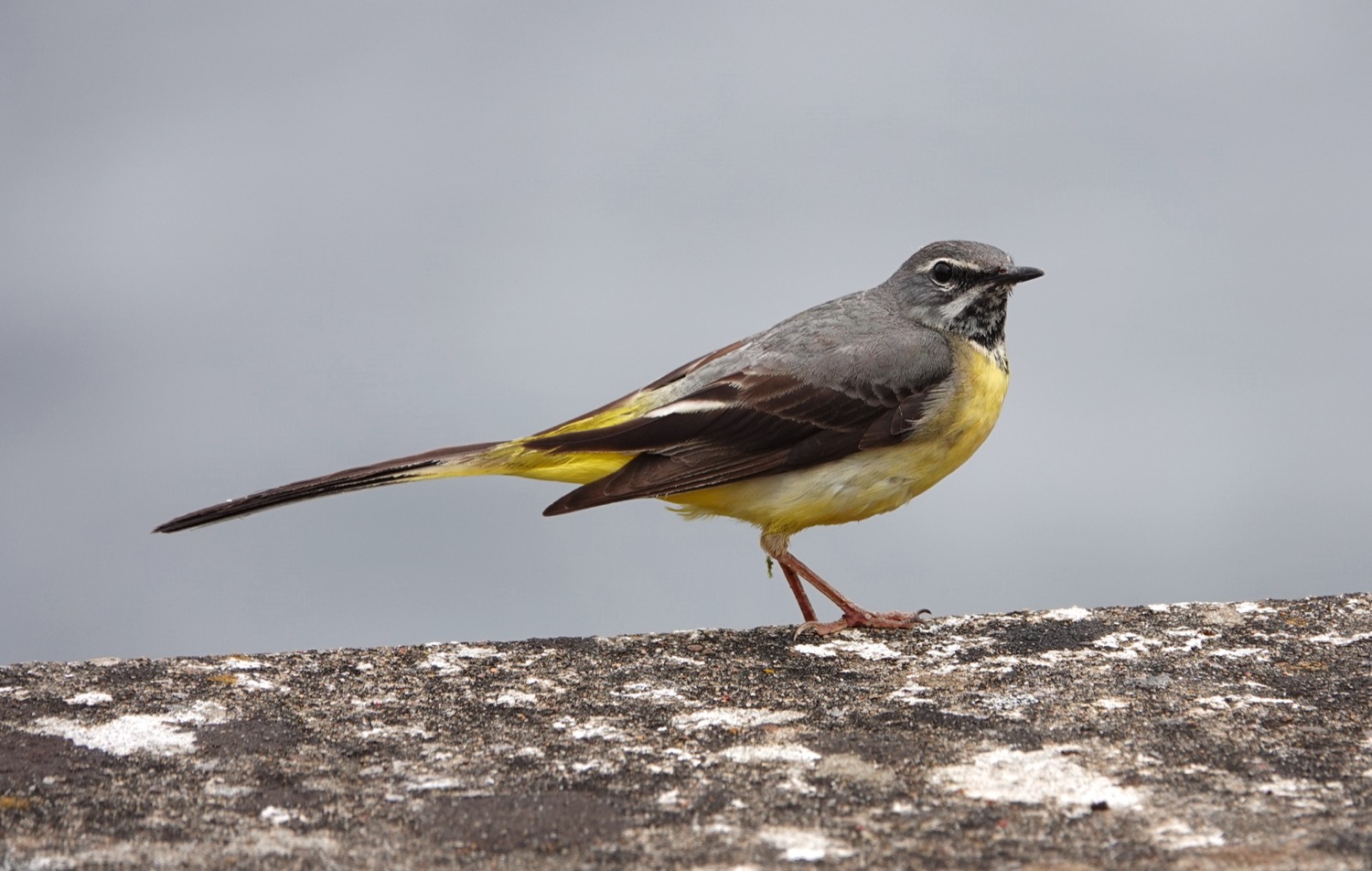 Cardiff Bay – Glamorgan Bird Club