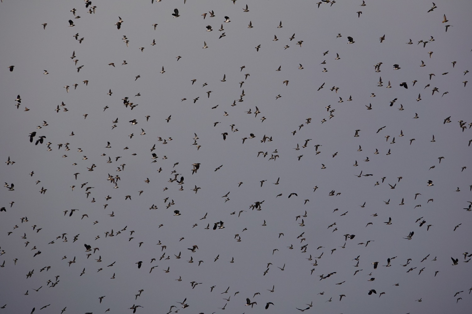 Steart Marshes WWT & Steart Point – Glamorgan Bird Club