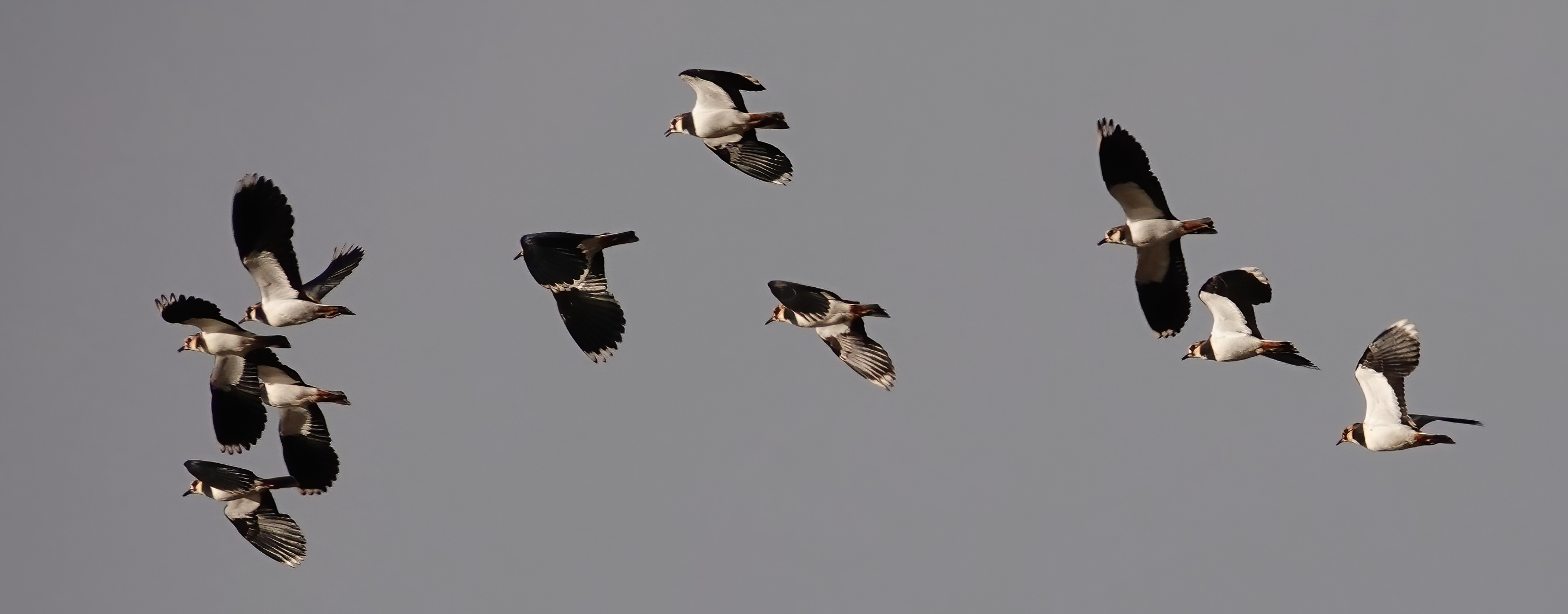 Steart Marshes WWT & Steart Point – Glamorgan Bird Club