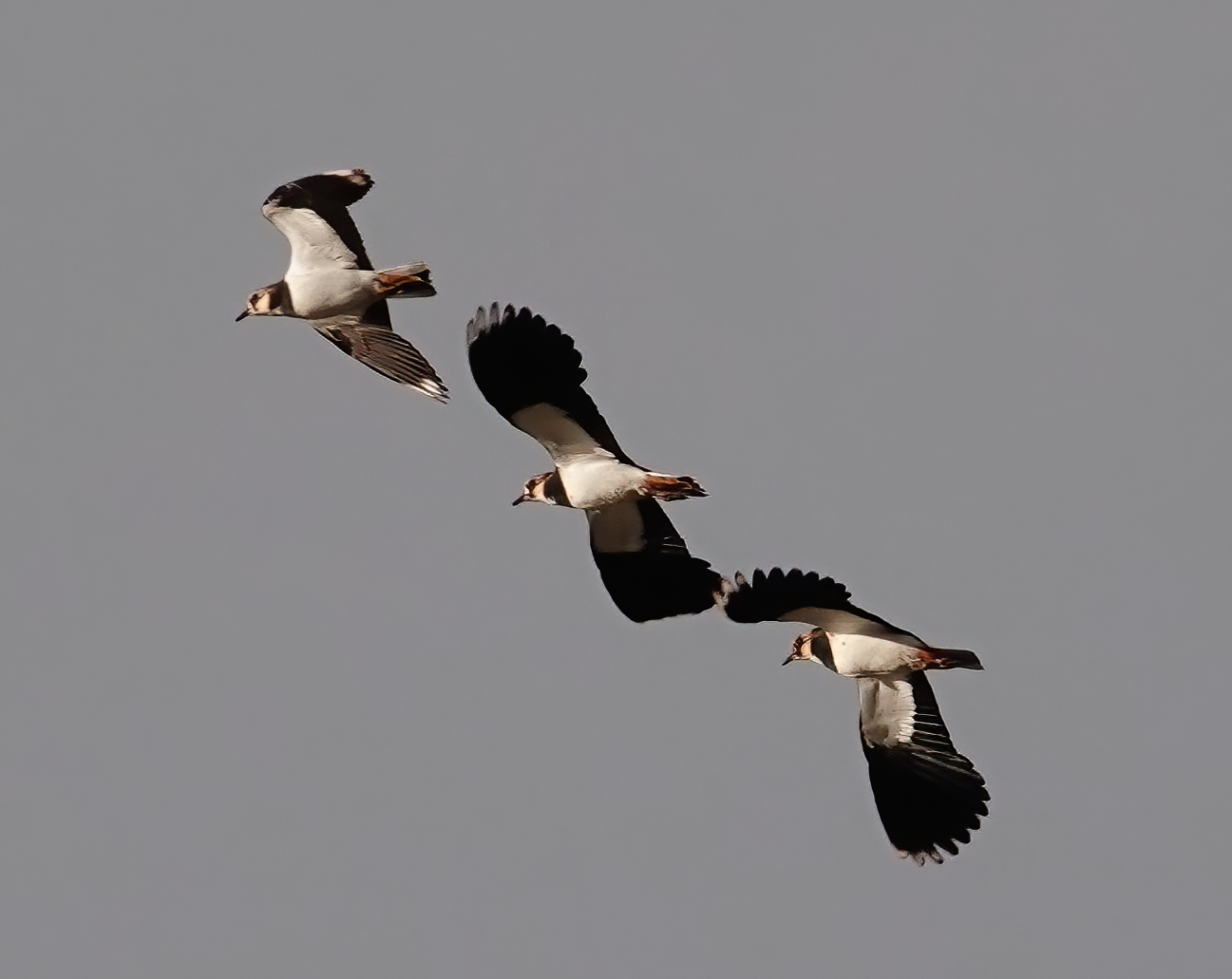 Steart Marshes WWT & Steart Point – Glamorgan Bird Club