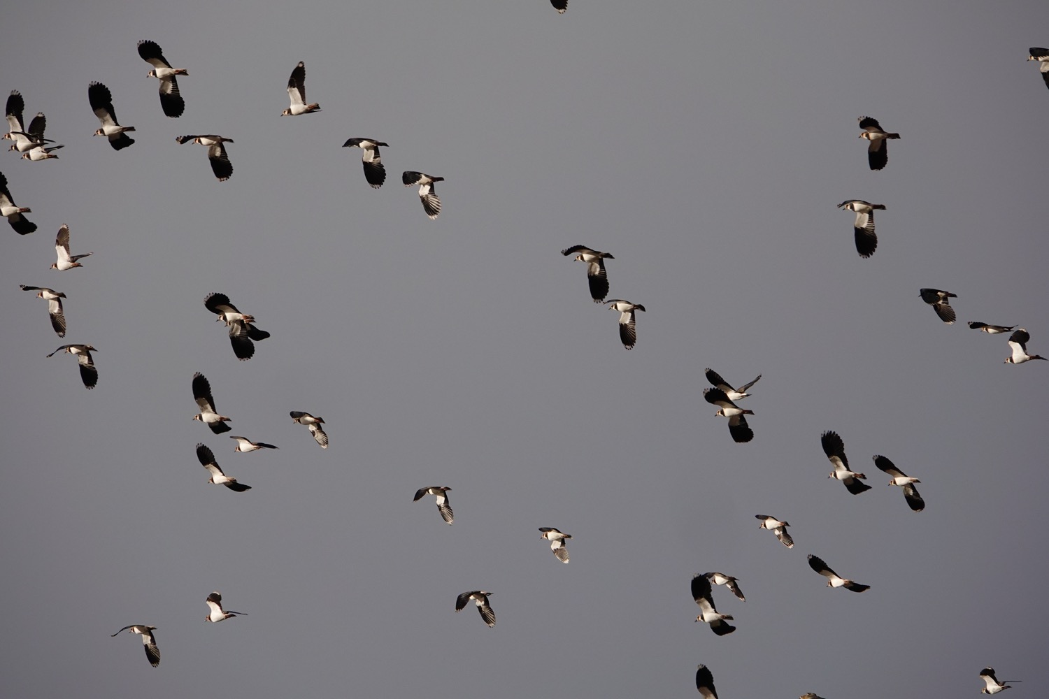 Steart Marshes WWT & Steart Point – Glamorgan Bird Club