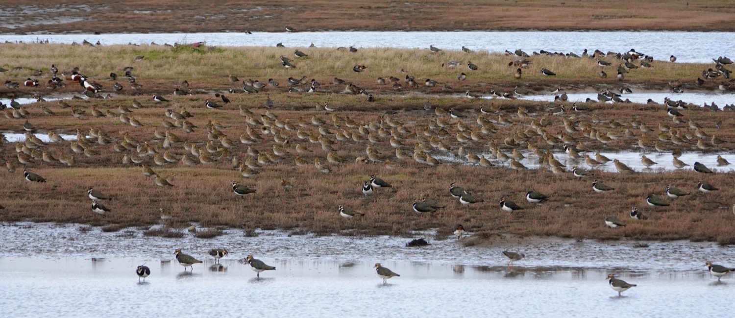 Steart Marshes WWT & Steart Point – Glamorgan Bird Club