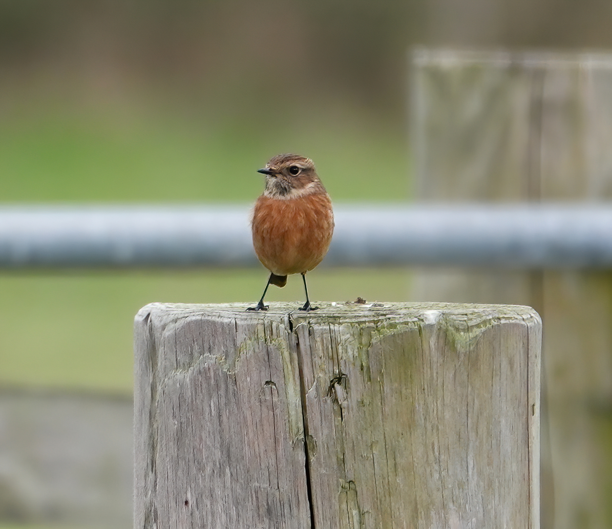 Steart Marshes WWT & Steart Point – Glamorgan Bird Club