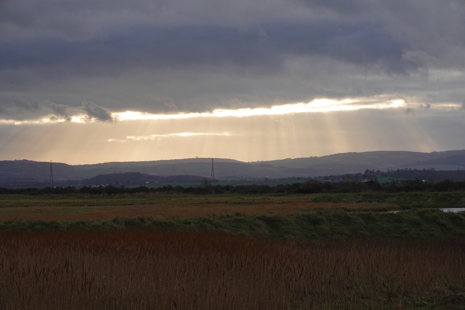 Steart Marshes WWT & Steart Point – Glamorgan Bird Club