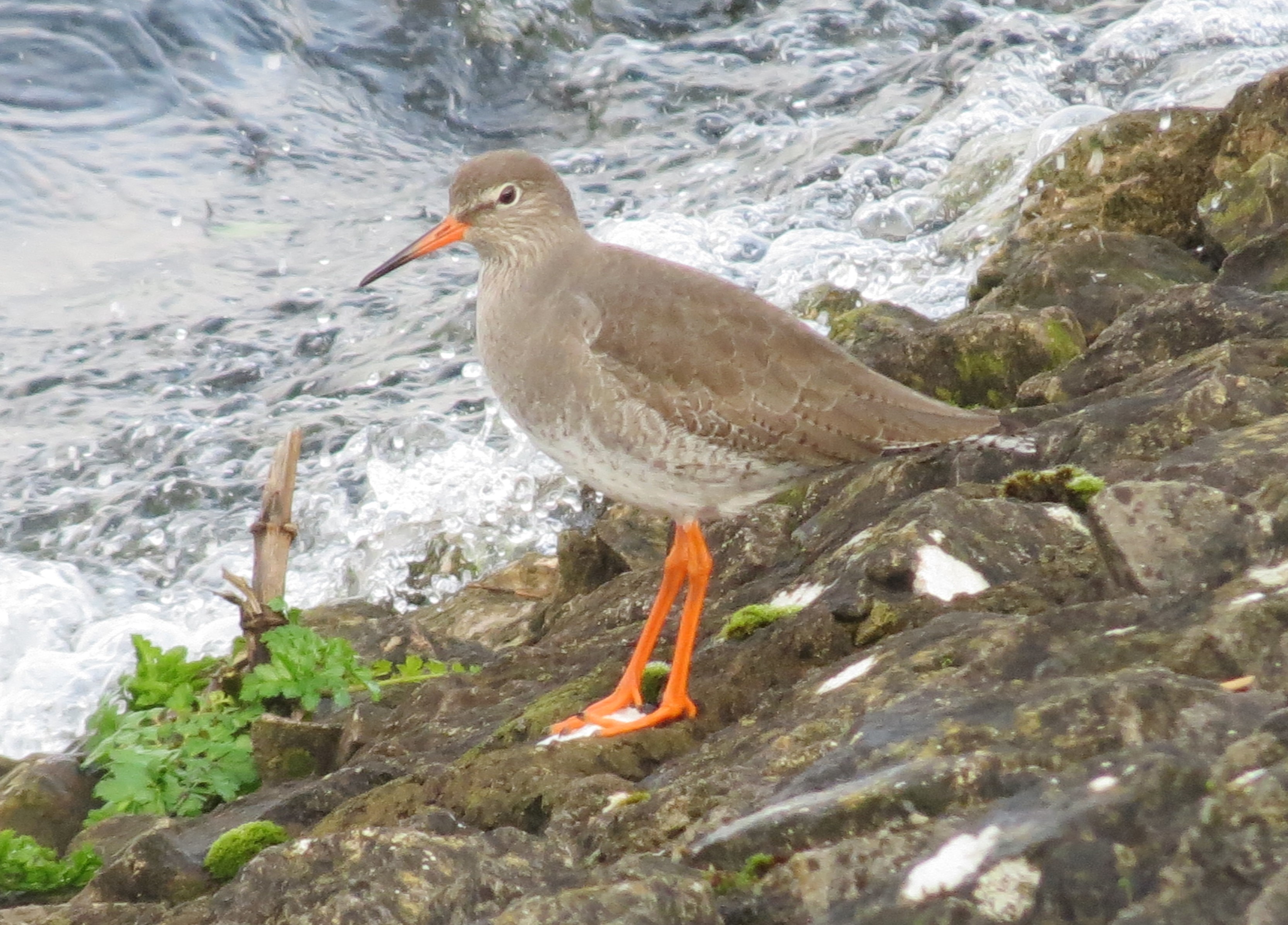 Cardiff Bay – Glamorgan Bird Club