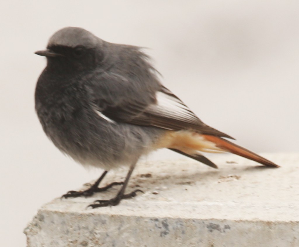 Porth Teigr – Glamorgan Bird Club