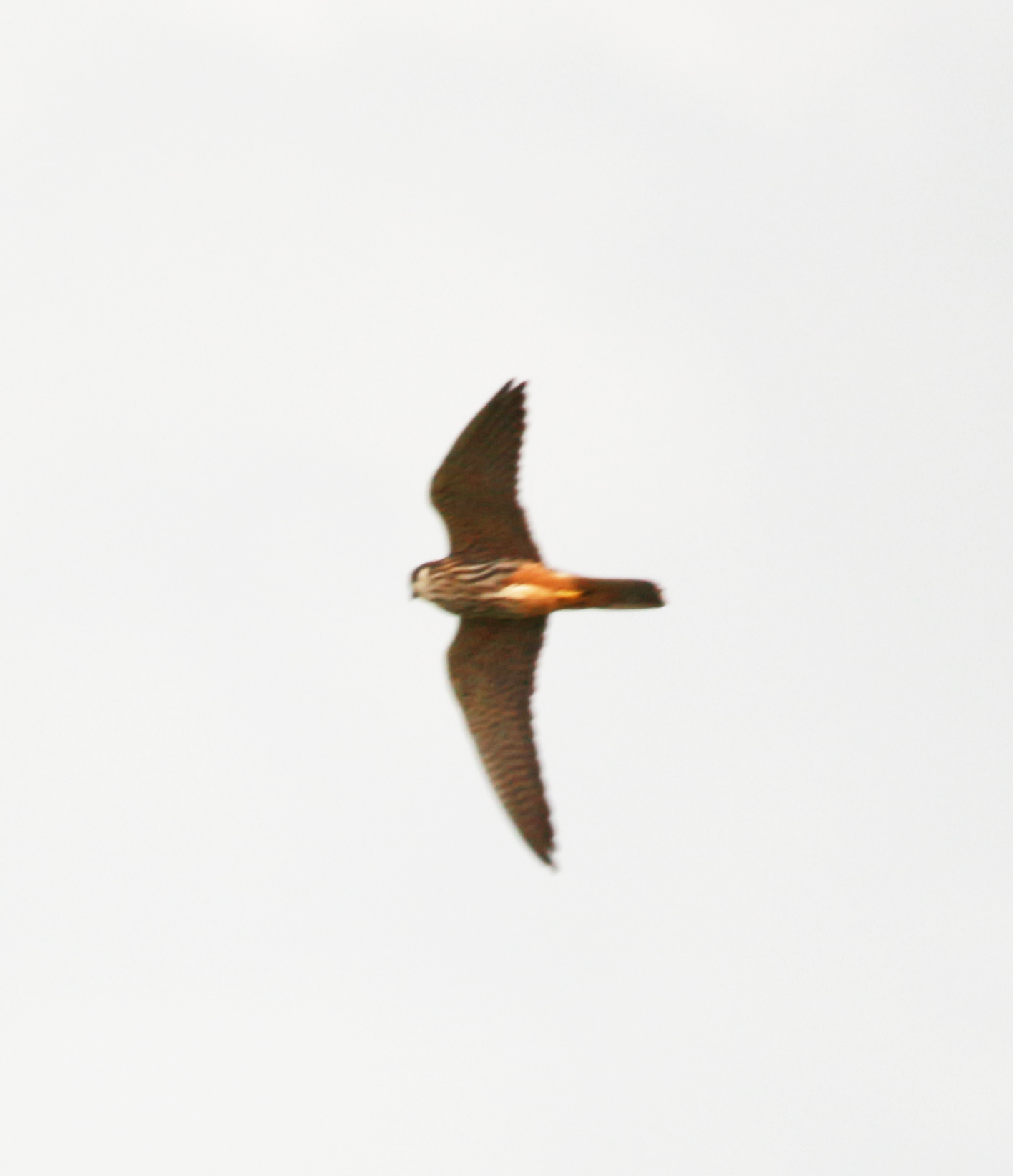 Ham Wall Visit – Glamorgan Bird Club