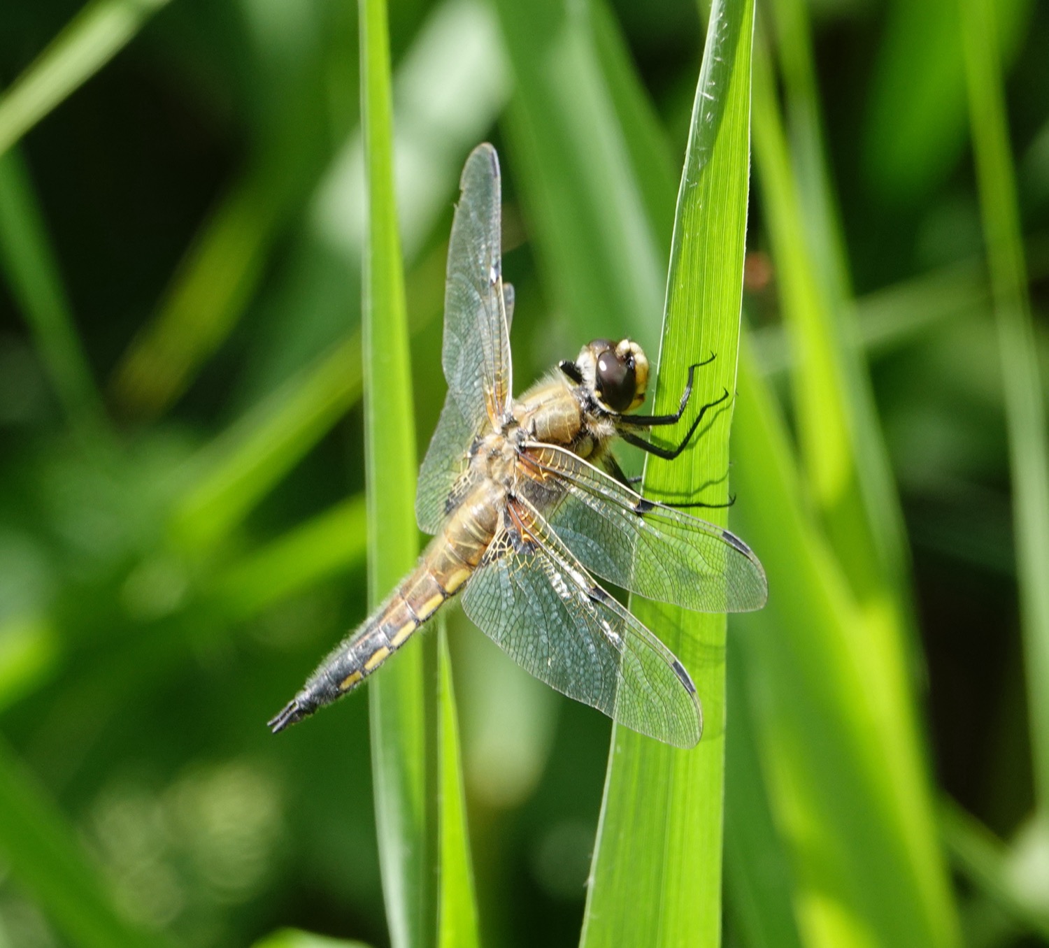 Ham Wall RSPB & Shapwick Heath 11th Jun 2022 – Glamorgan Bird Club