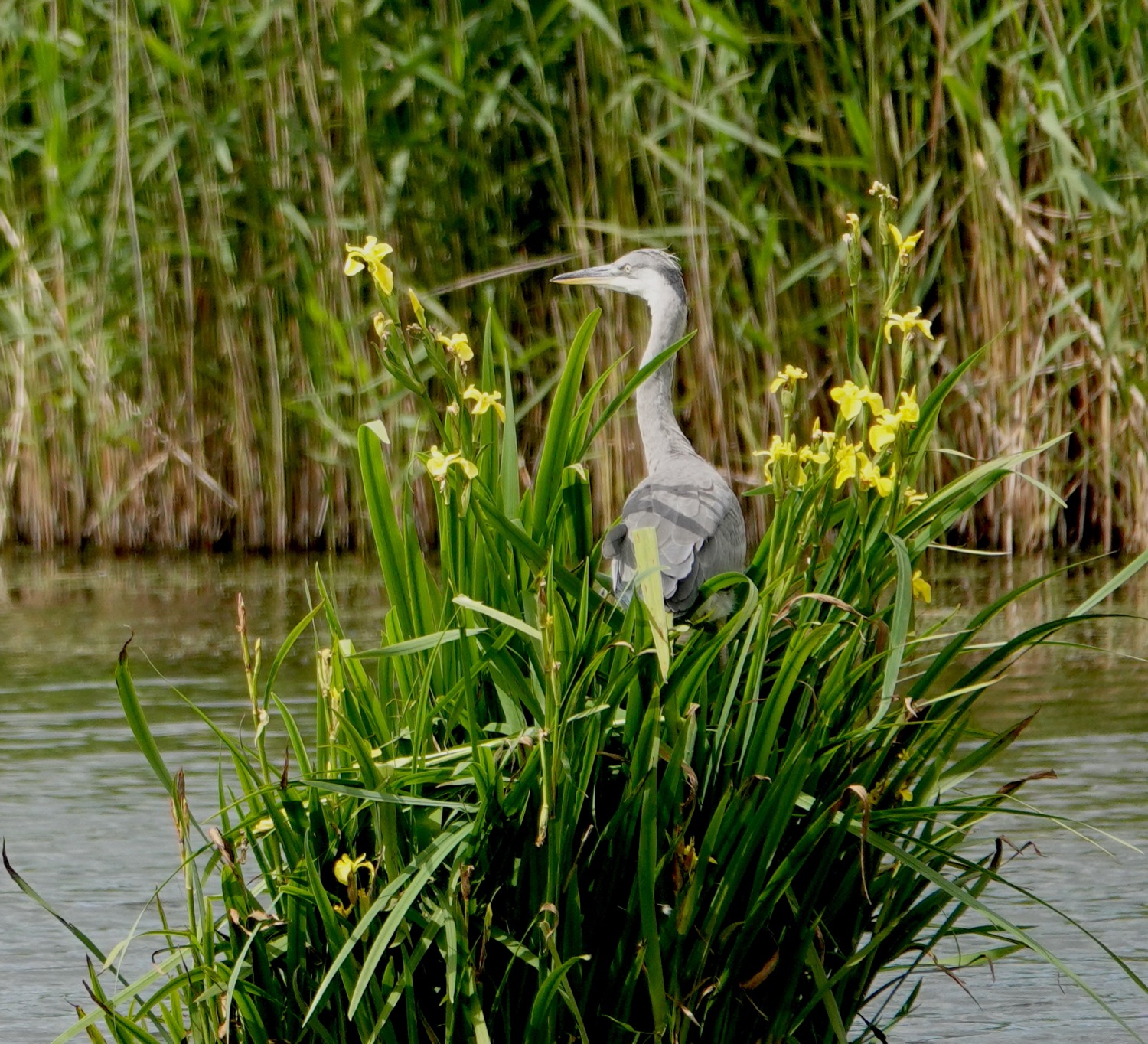Ham Wall RSPB & Shapwick Heath 11th Jun 2022 – Glamorgan Bird Club