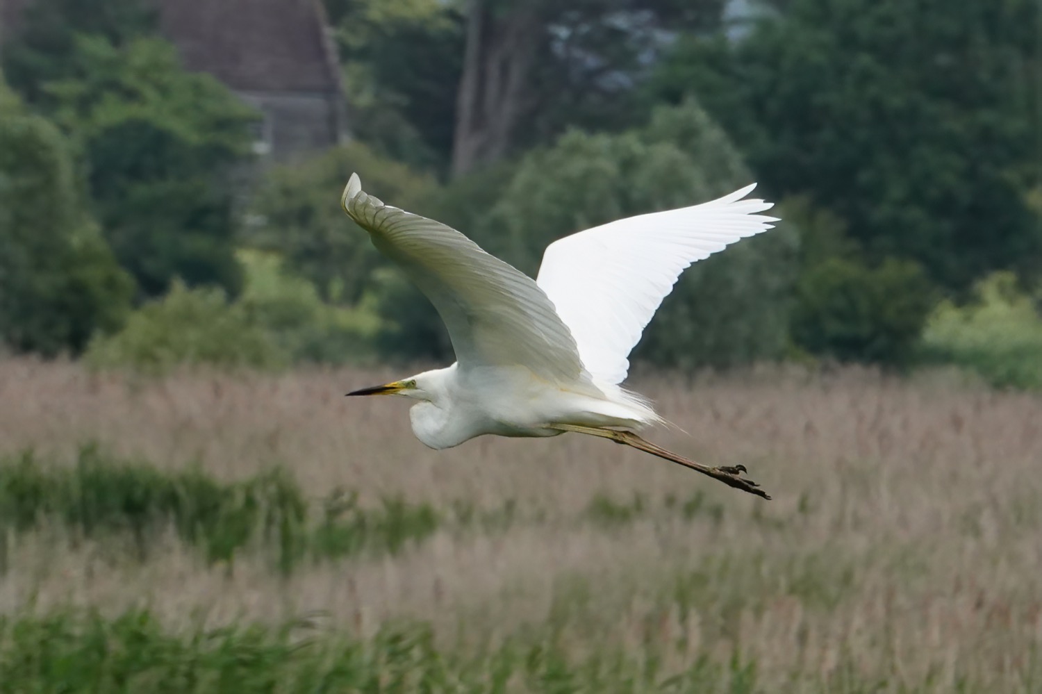 Ham Wall RSPB & Shapwick Heath 11th Jun 2022 – Glamorgan Bird Club