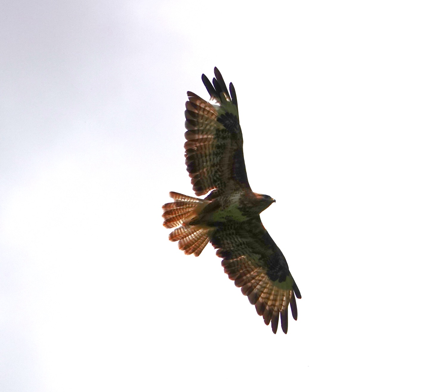 Ham Wall RSPB & Shapwick Heath 11th Jun 2022 – Glamorgan Bird Club