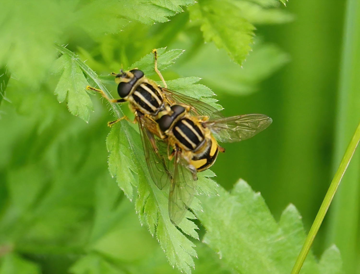 Ham Wall RSPB & Shapwick Heath 11th Jun 2022 – Glamorgan Bird Club