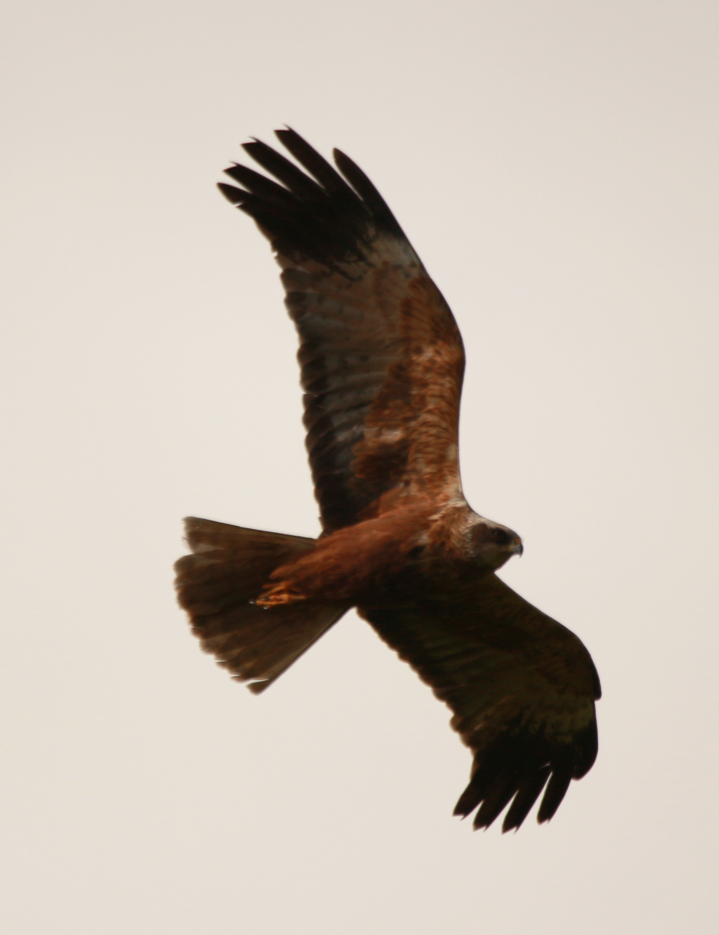 Ham Wall Visit – Glamorgan Bird Club