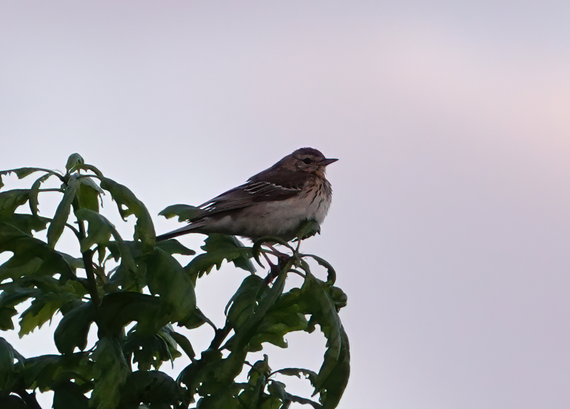 Llanwonno Weds 1st June – Glamorgan Bird Club