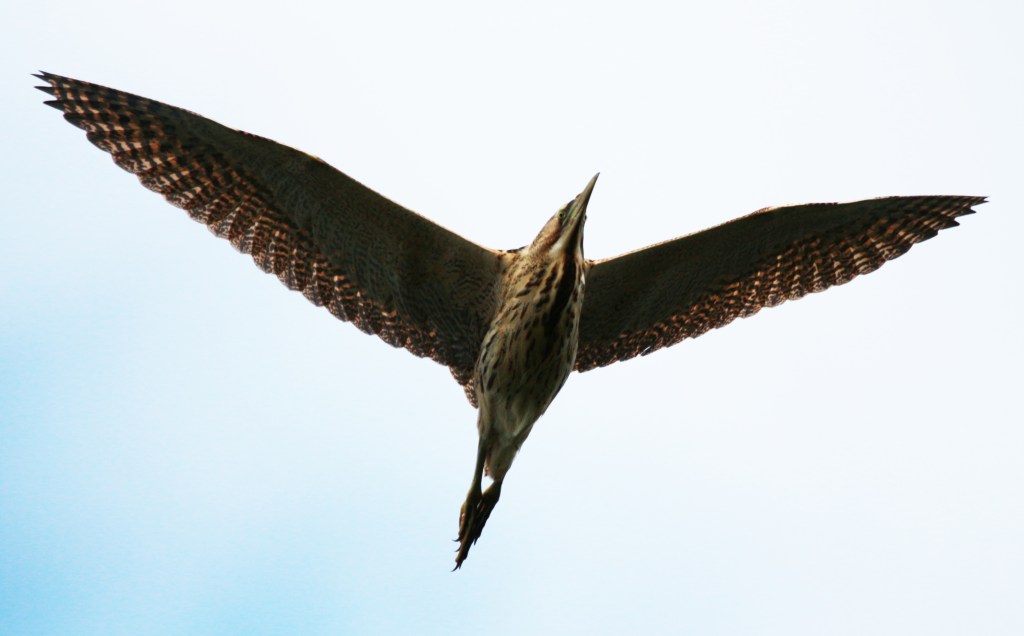 I revisit Ham Wall today – Glamorgan Bird Club