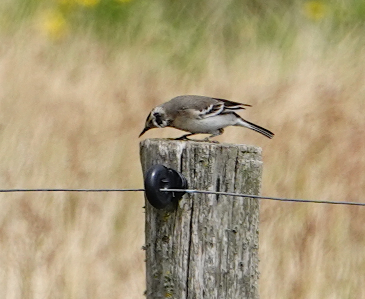 Goldcliff 18th Aug – mega bird! – Glamorgan Bird Club