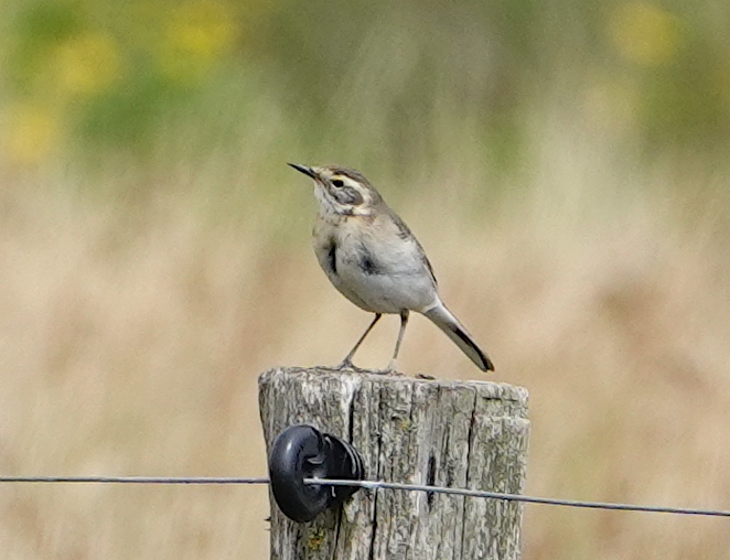 Goldcliff 18th Aug – mega bird! – Glamorgan Bird Club