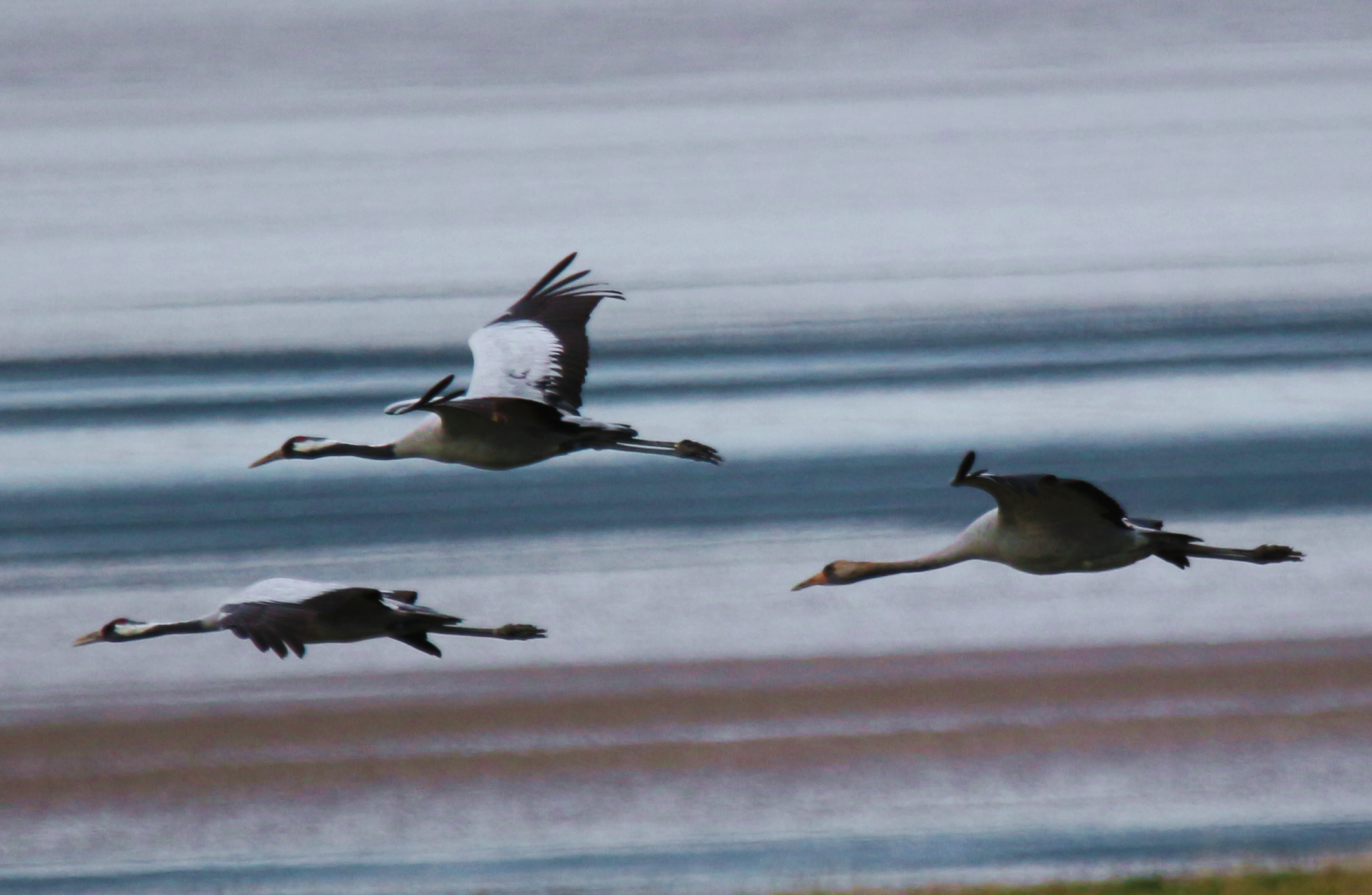 Airborne Common Crane – Glamorgan Bird Club