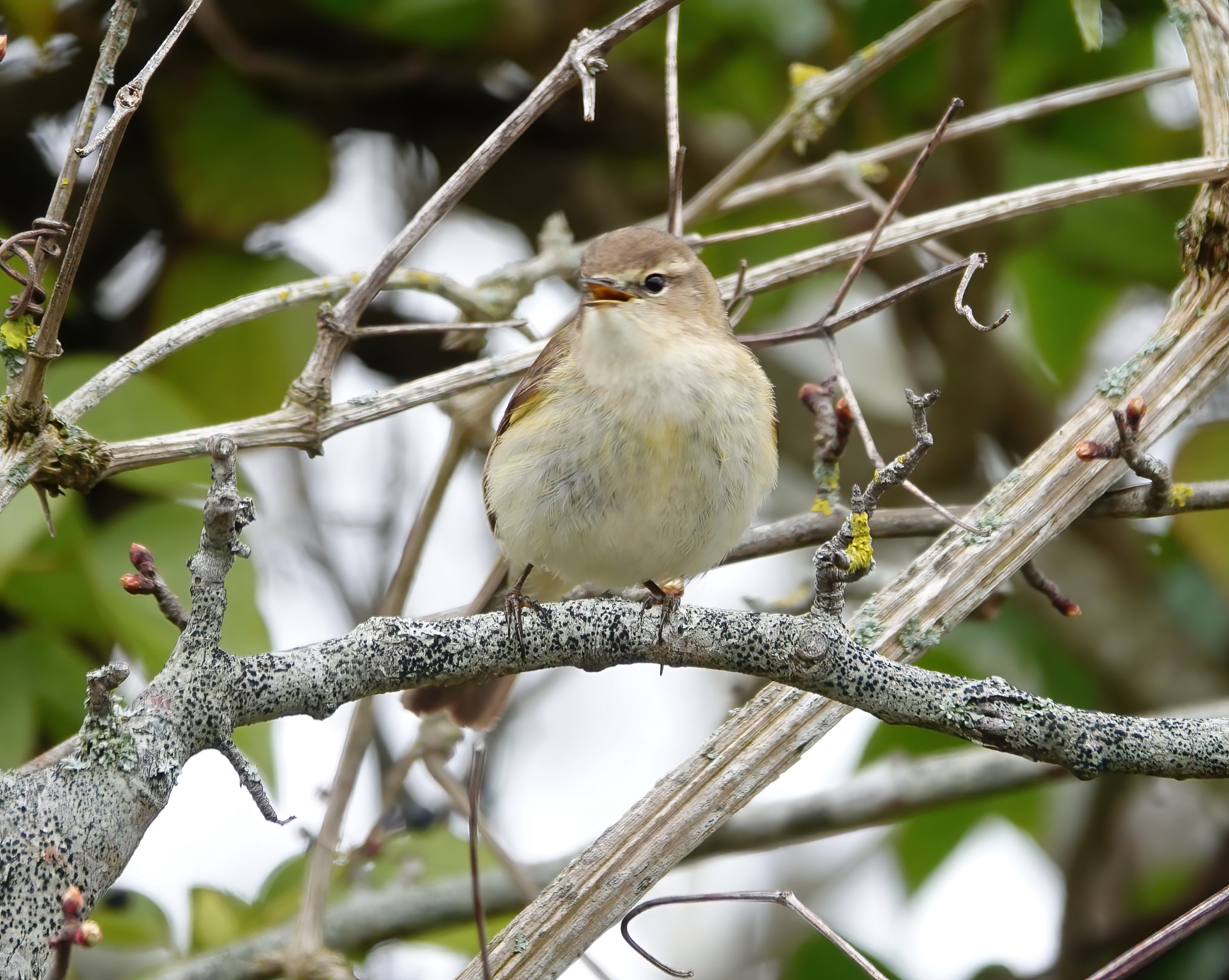 Cosmeston & Cardiff Bay 26th Mar – Glamorgan Bird Club