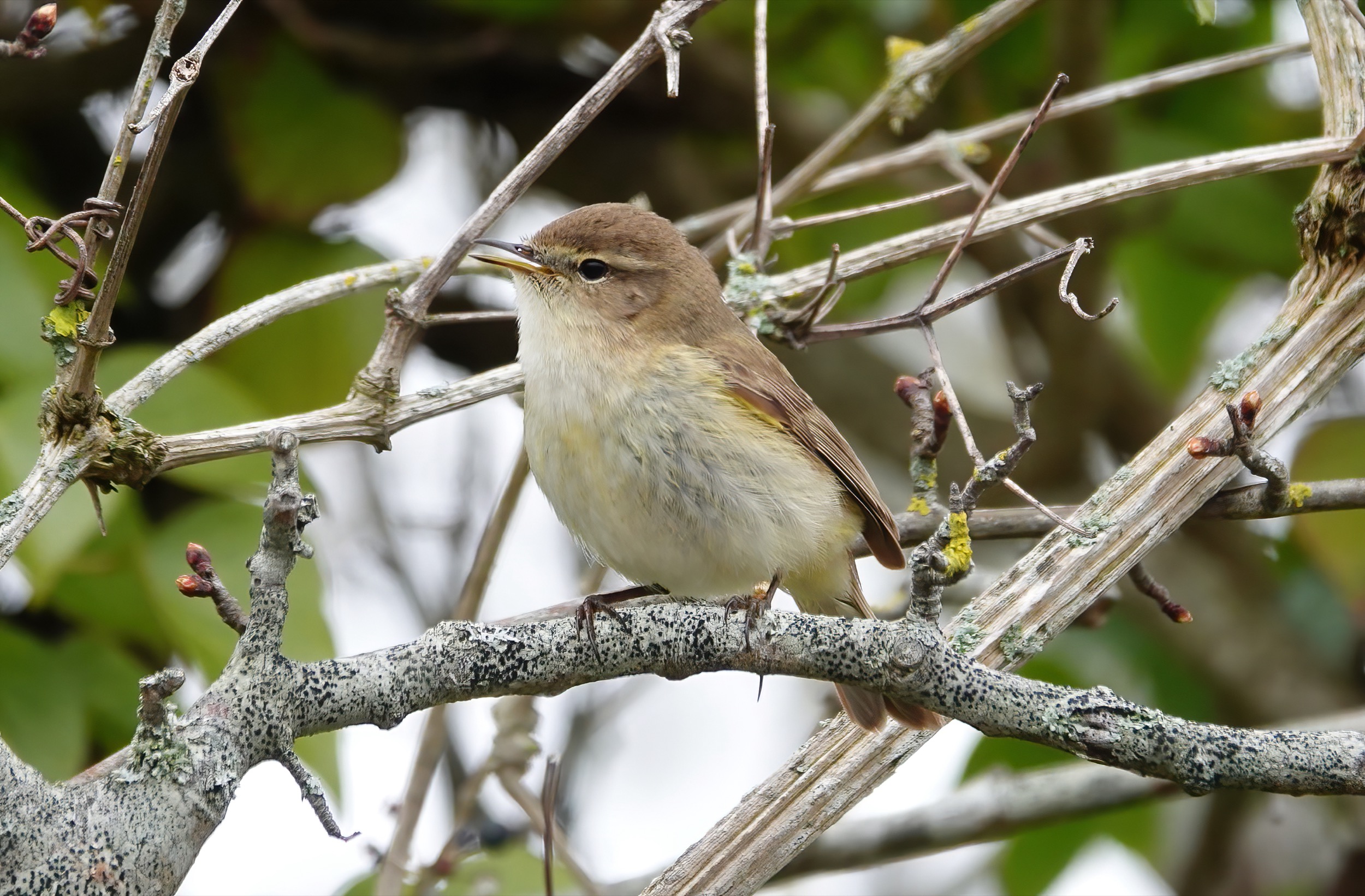 Cosmeston & Cardiff Bay 26th Mar – Glamorgan Bird Club