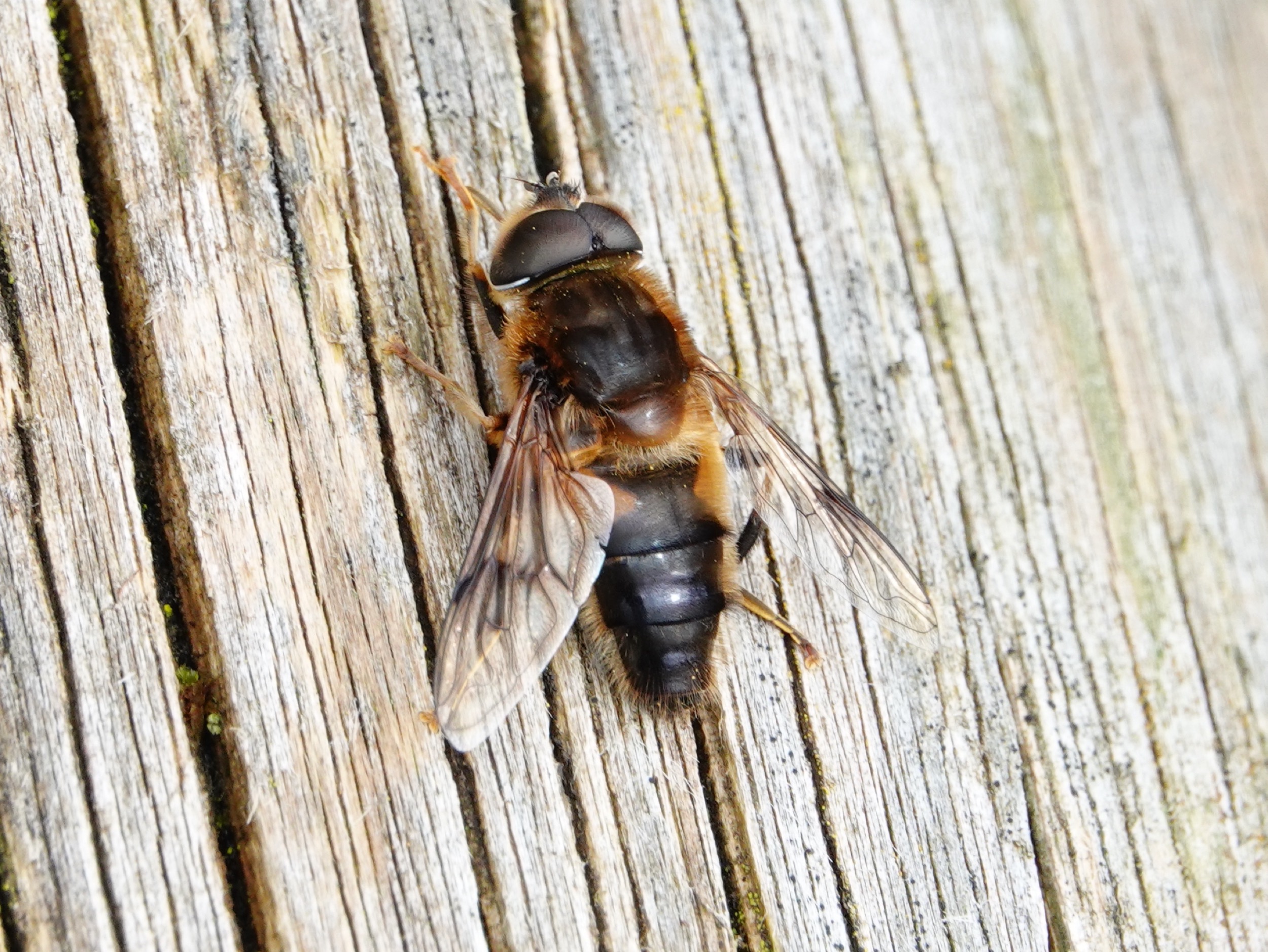 Cosmeston & Cardiff Bay 26th Mar – Glamorgan Bird Club