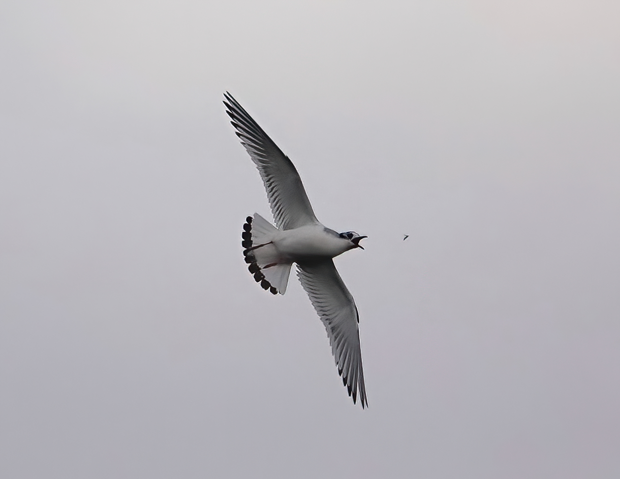 Cosmeston & Cardiff Bay 26th Mar – Glamorgan Bird Club