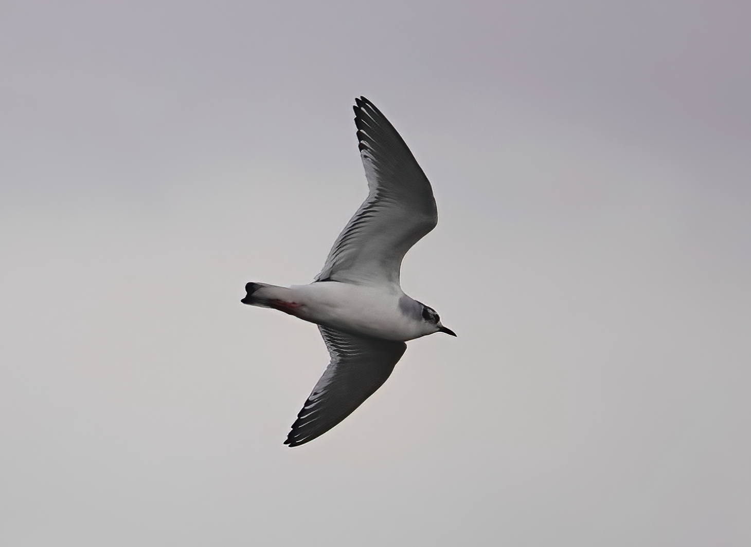 Cosmeston & Cardiff Bay 26th Mar – Glamorgan Bird Club