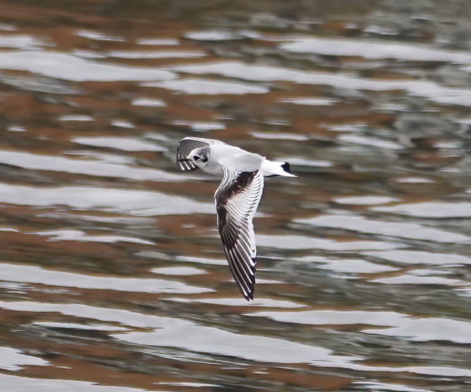 Cosmeston & Cardiff Bay 26th Mar – Glamorgan Bird Club
