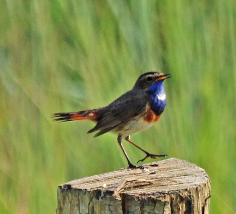 on 4×4 safari Slimbridge today – Glamorgan Bird Club