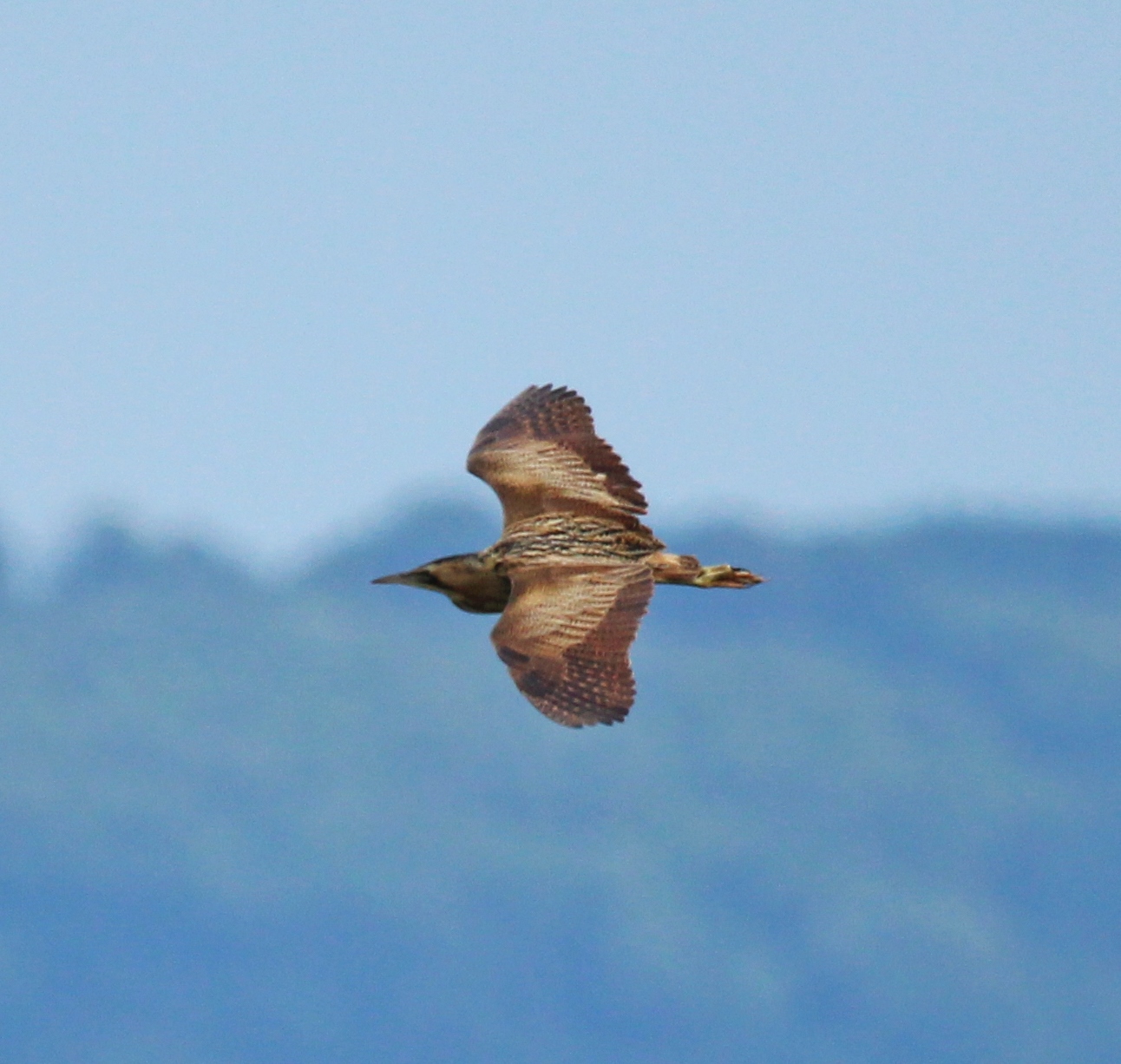 It just have to be a Bittern – Glamorgan Bird Club