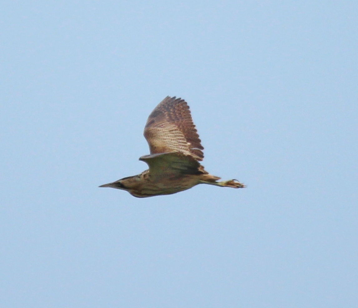 It just have to be a Bittern – Glamorgan Bird Club