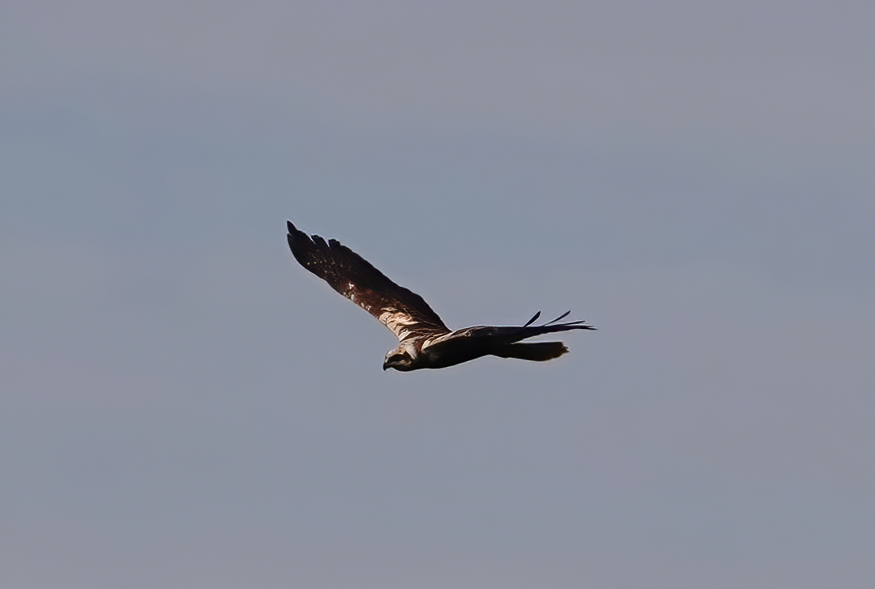 Ham Wall RSPB, Somerset Levels – Glamorgan Bird Club