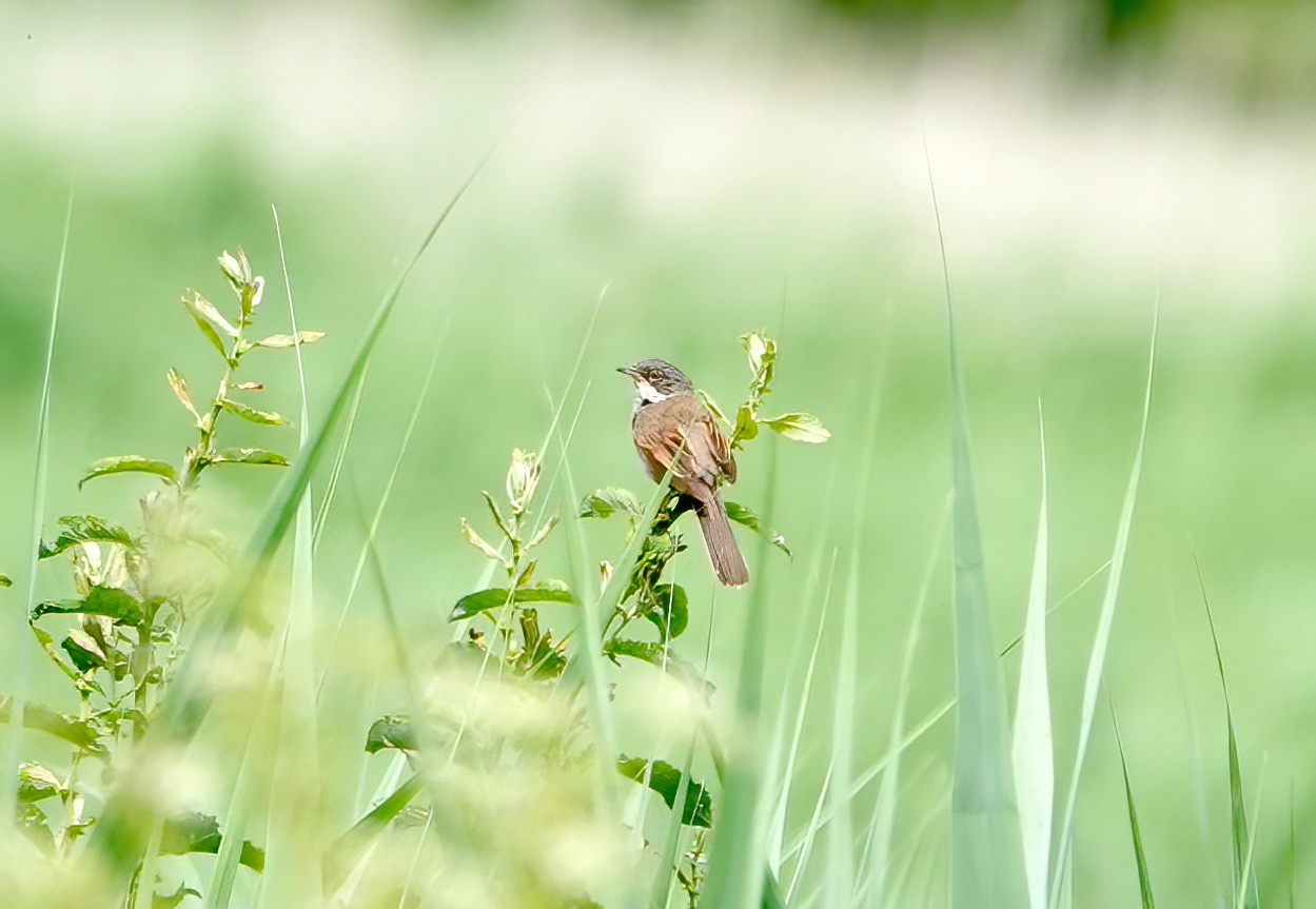 Ham Wall RSPB, Somerset Levels – Glamorgan Bird Club