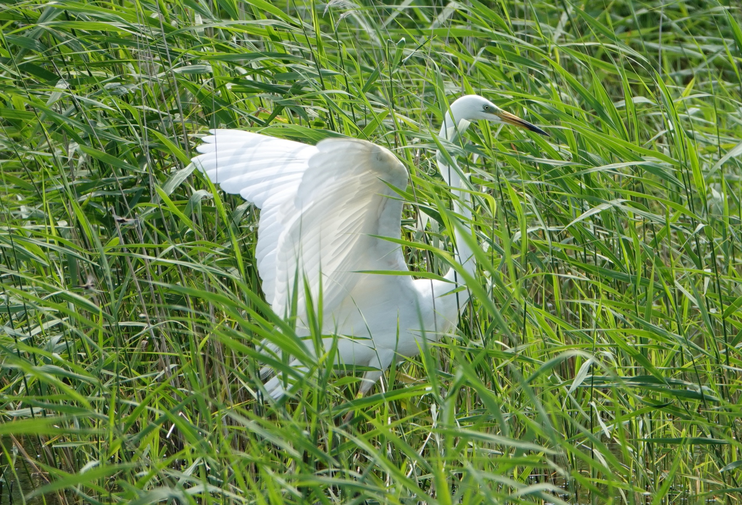 Ham Wall RSPB, Somerset Levels – Glamorgan Bird Club
