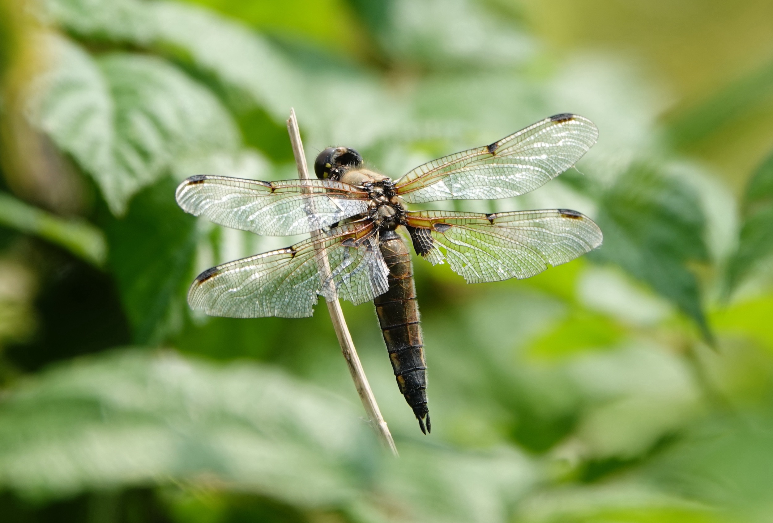Ham Wall RSPB, Somerset Levels – Glamorgan Bird Club