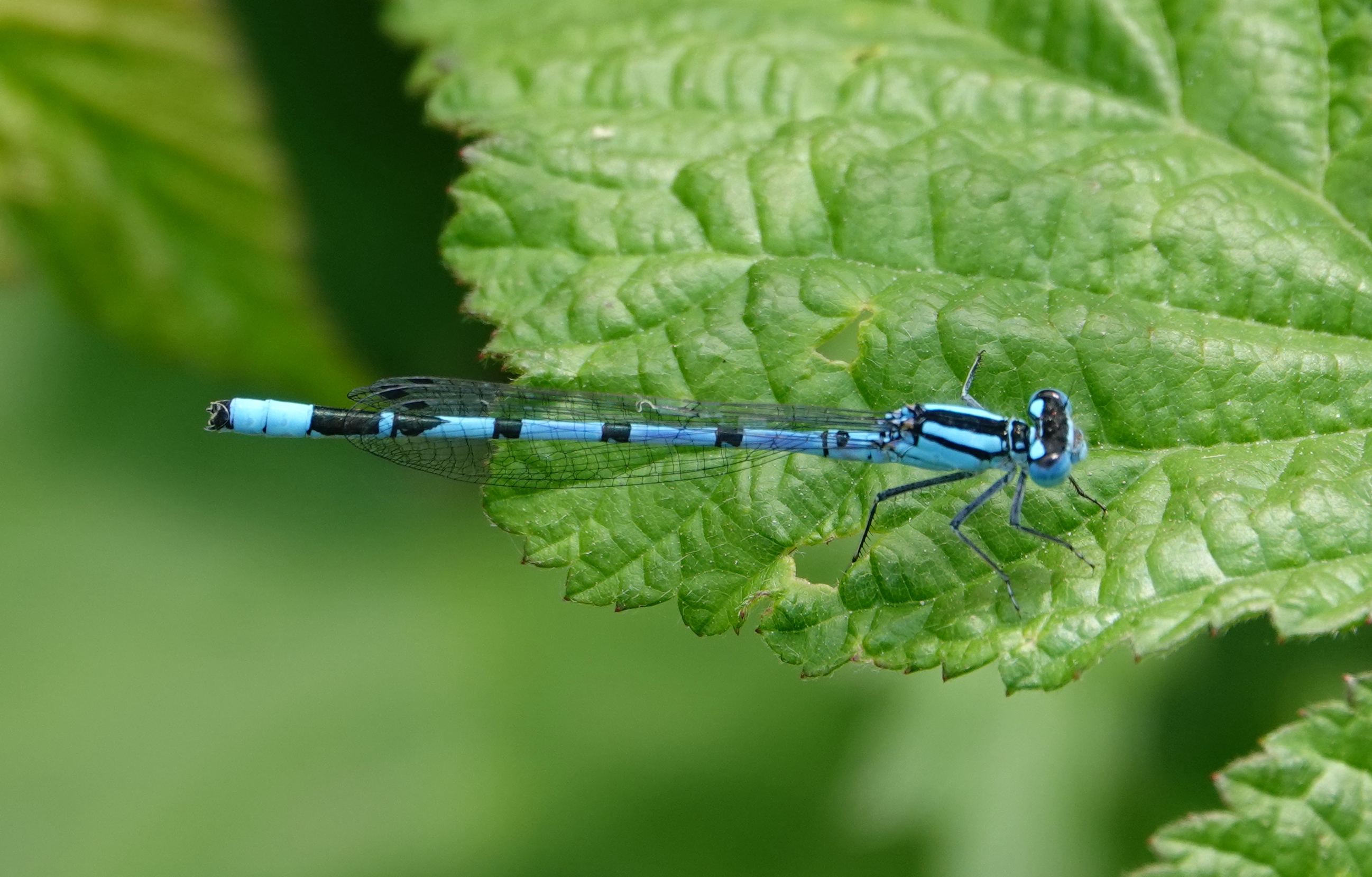 Ham Wall RSPB, Somerset Levels – Glamorgan Bird Club