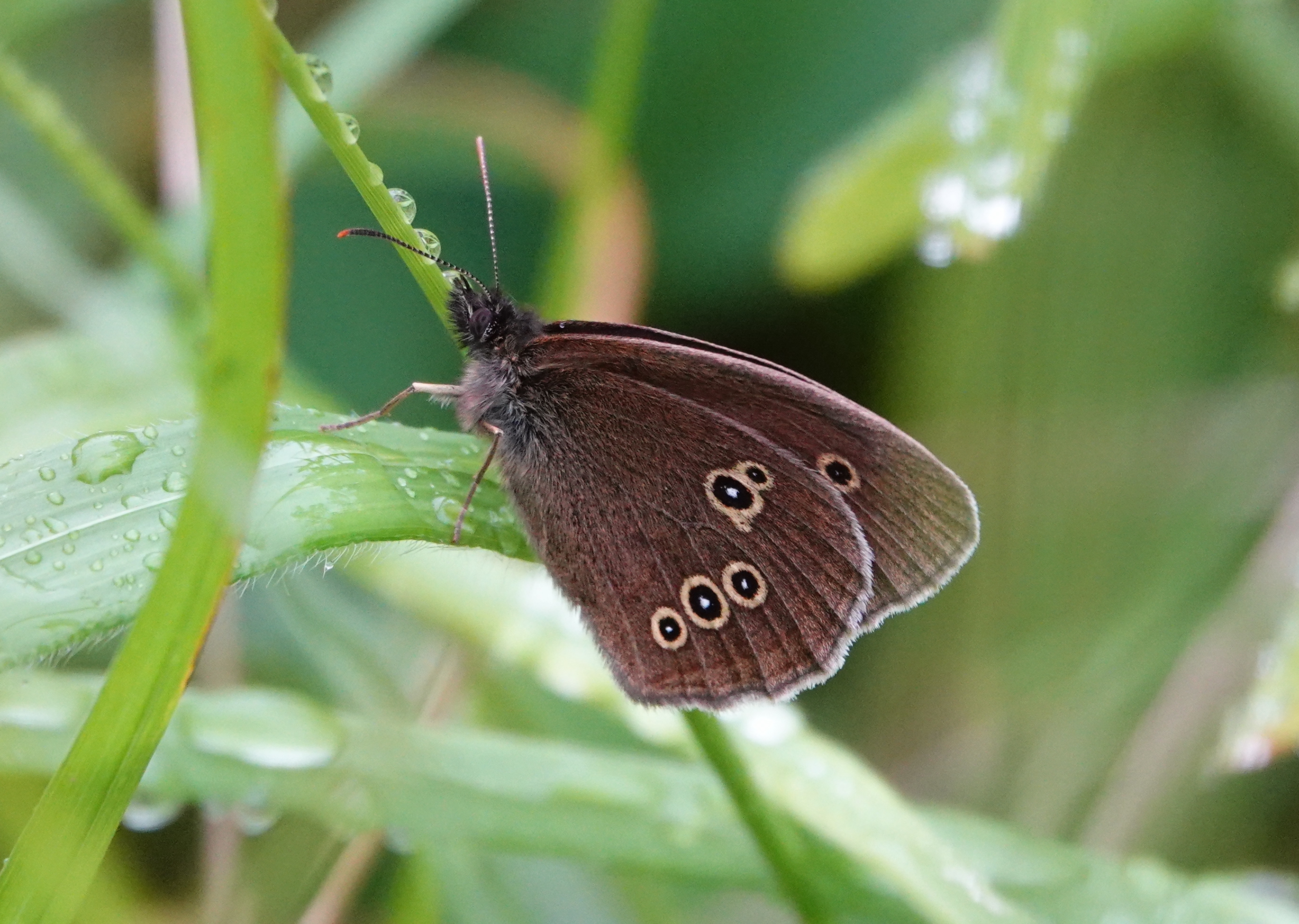 Lavernock WT Reserve 28th Jun – Glamorgan Bird Club