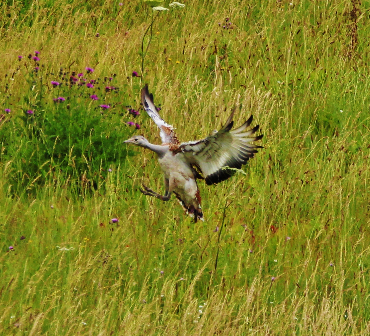 Great Bustard on Salisbury plain – Glamorgan Bird Club