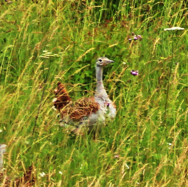 Great Bustard on Salisbury plain – Glamorgan Bird Club