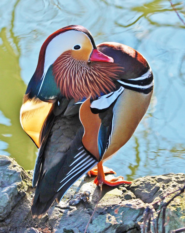 Mandarin drake – Glamorgan Bird Club