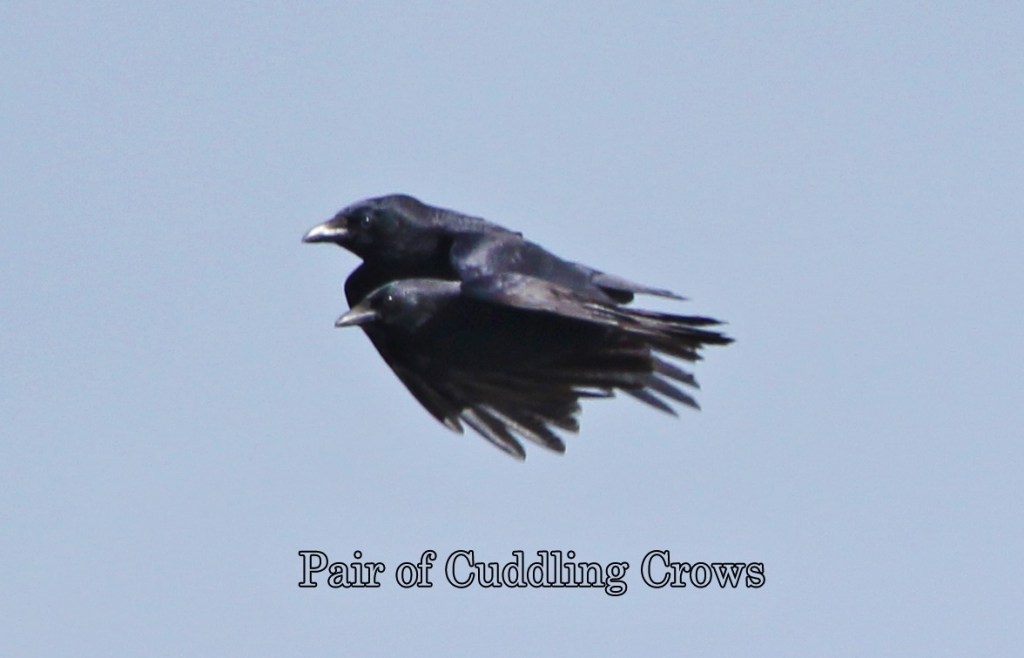 Cuddling crows – Glamorgan Bird Club