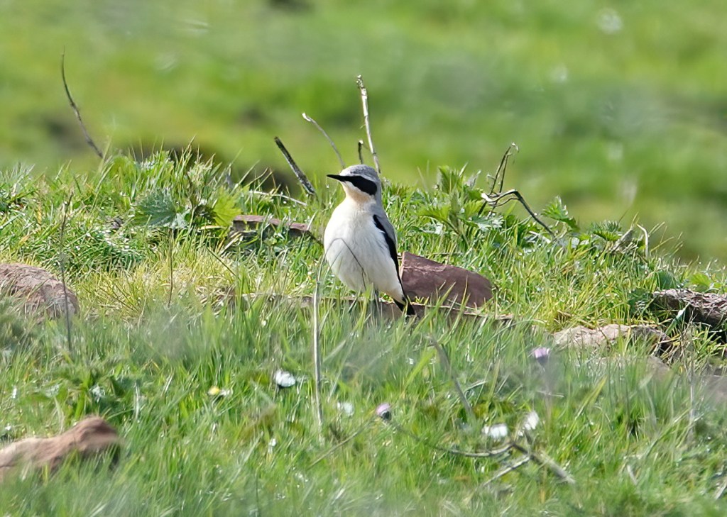 Sker Pt area and Kenfig Pool – GBC trip – Glamorgan Bird Club