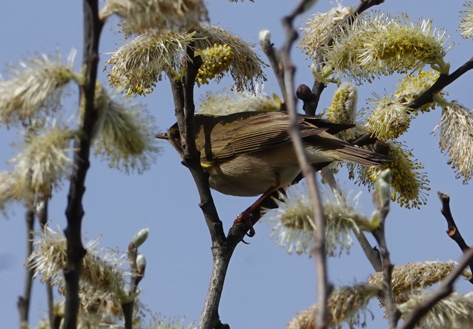Sker Pt area and Kenfig Pool – GBC trip – Glamorgan Bird Club