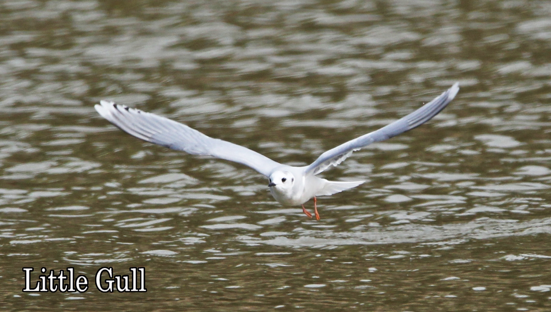 Little Gull – Glamorgan Bird Club
